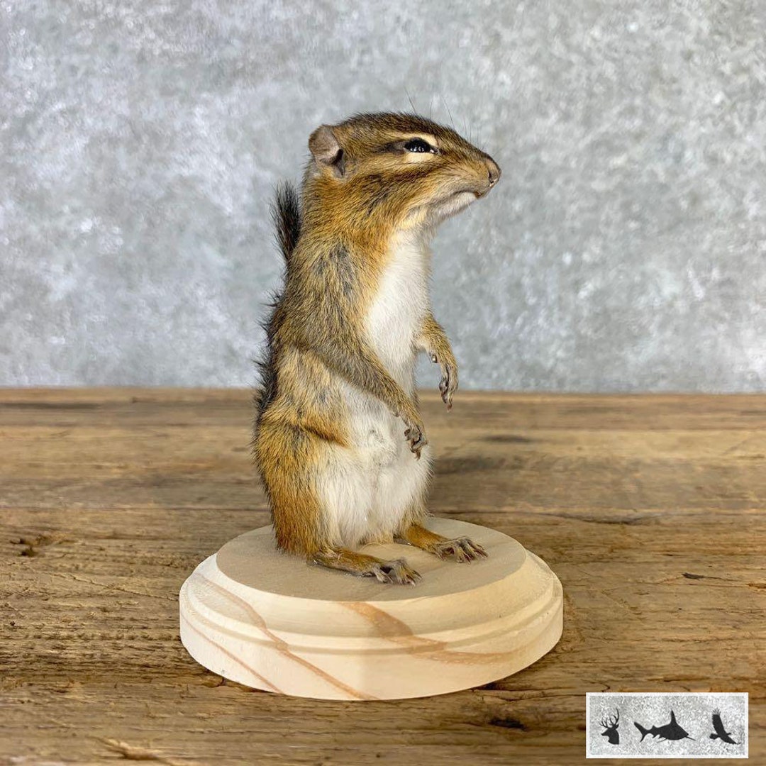 Chipmunk Life-size Taxidermy Mount Grade: Excellent - Etsy