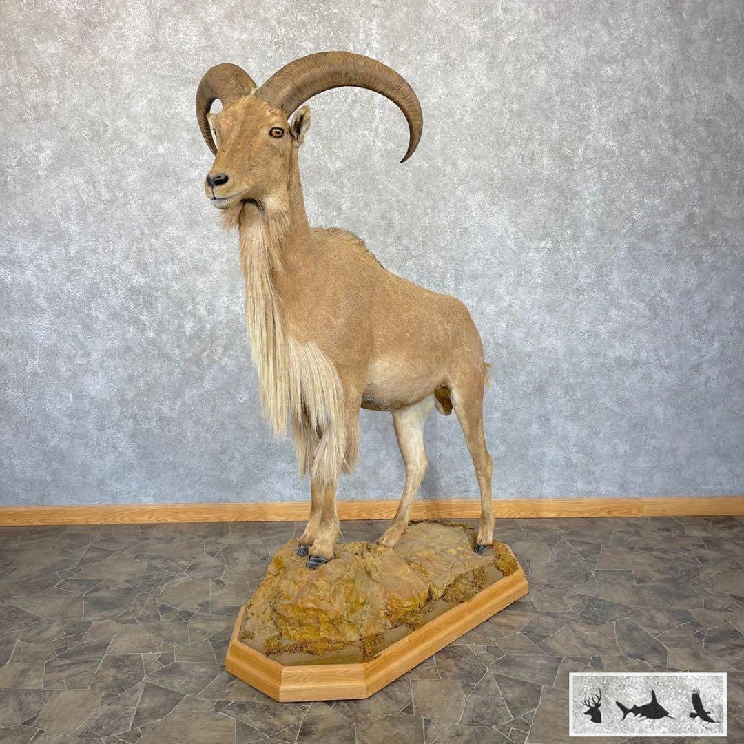North American Aoudad Taxidermy Life-size Mount Grade: Elite - Etsy