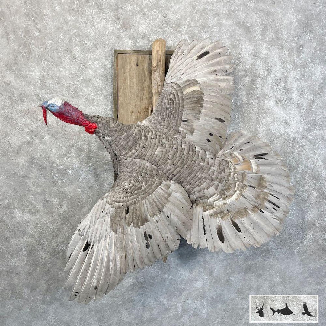 Blue Slate Turkey Taxidermy Bird Mount Grade: Premier - Etsy
