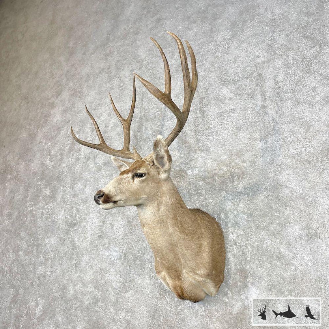 Mule Deer Taxidermy Shoulder Mount Grade: Excellent - Etsy