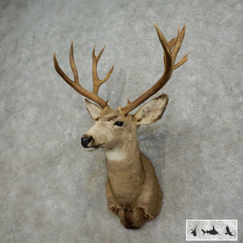 Mule Deer Taxidermy Shoulder Mount Grade: Excellent - Etsy