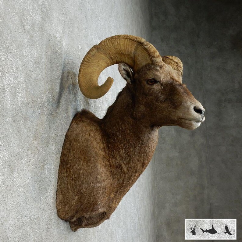 Bighorn Sheep Taxidermy Shoulder Mount Grade: Premier - Etsy