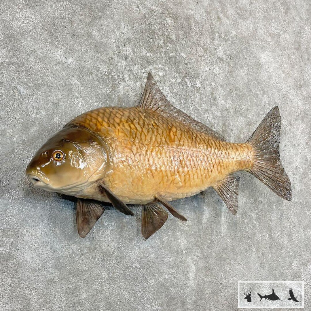 33 Smallmouth Buffalo Fish Taxidermy Mount Grade: Excellent - Etsy