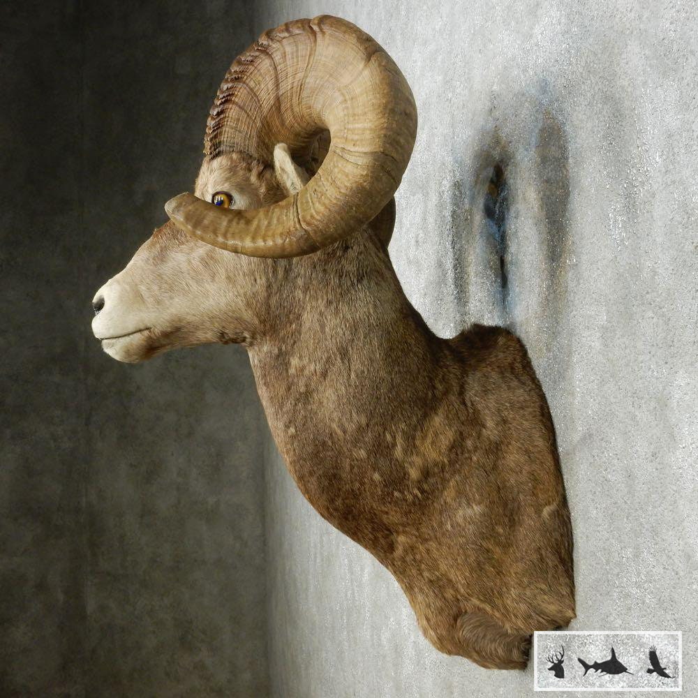 Bighorn Sheep Taxidermy Shoulder Mount Grade: Nice - Etsy
