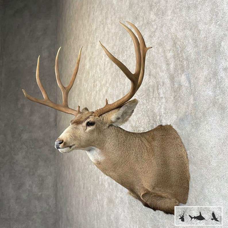Mule Deer Taxidermy Shoulder Mount Grade: Elite - Etsy