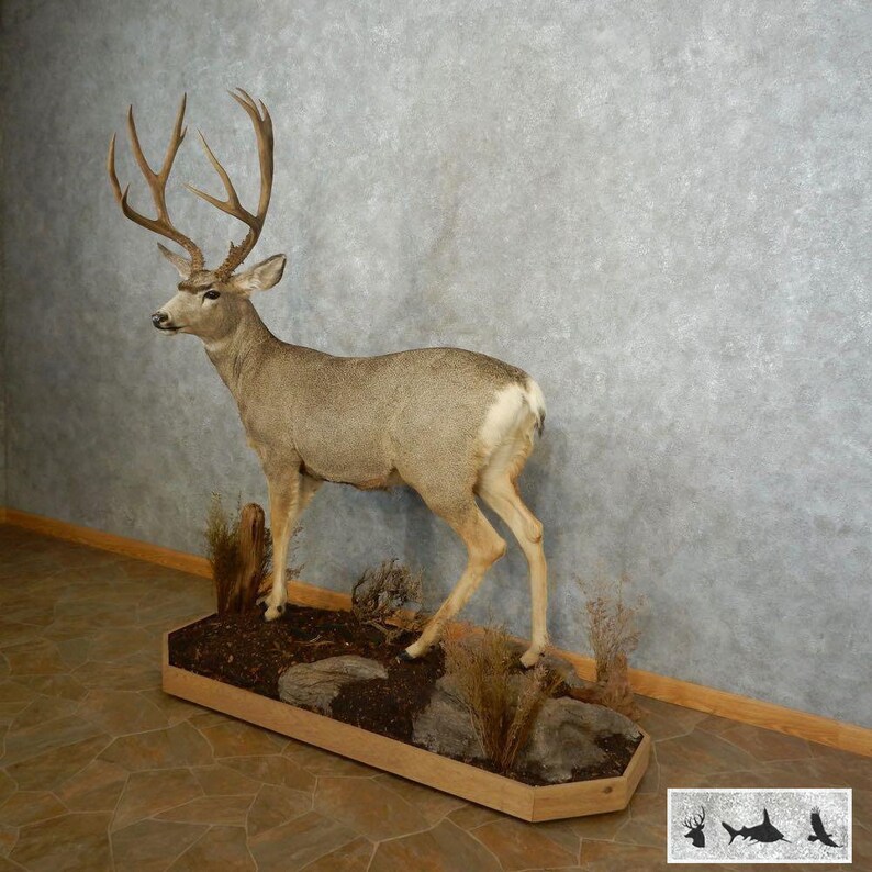 Mule Deer Life-size Taxidermy Mount Grade: Elite - Etsy