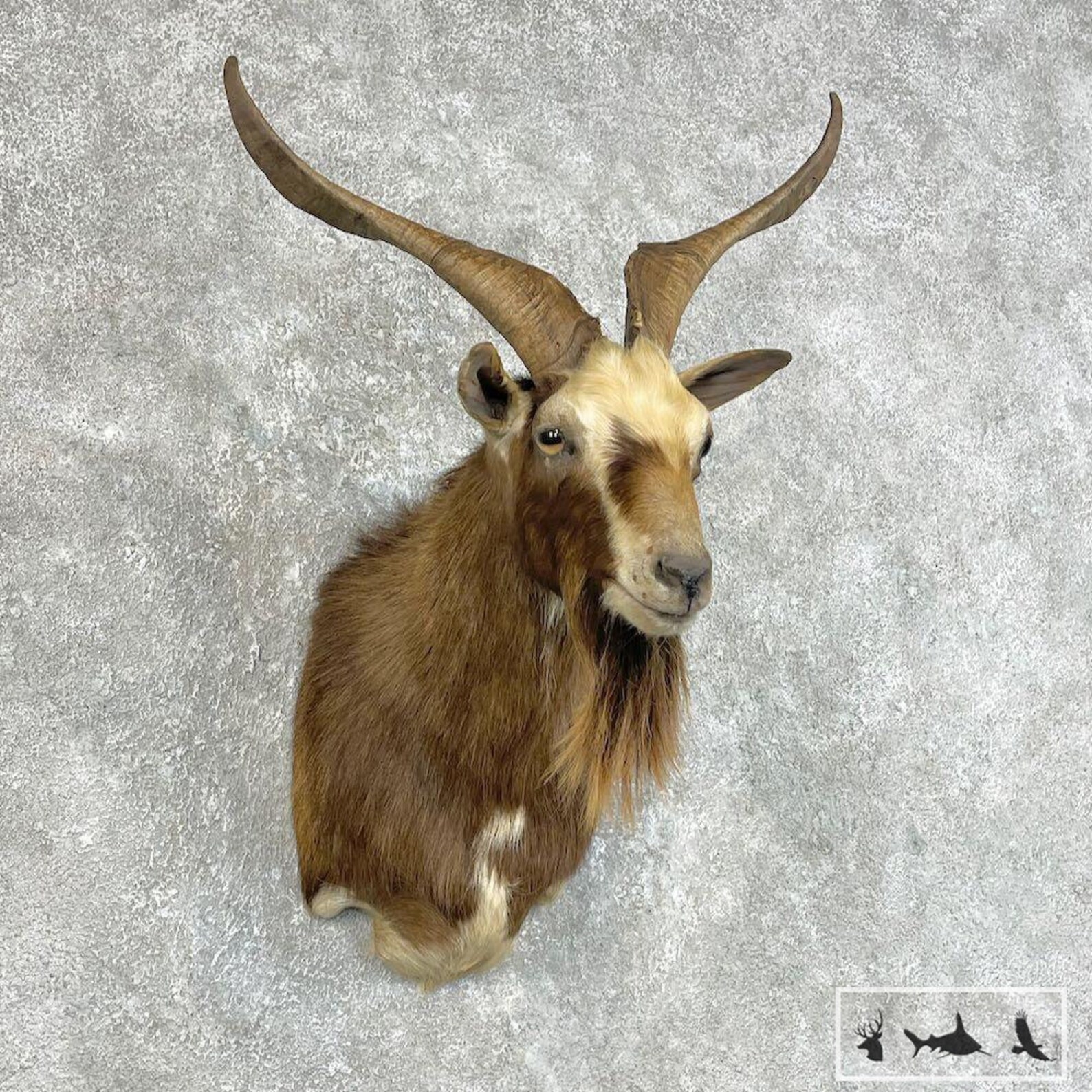Feral Goat Taxidermy Shoulder Mount Grade: Excellent - Etsy