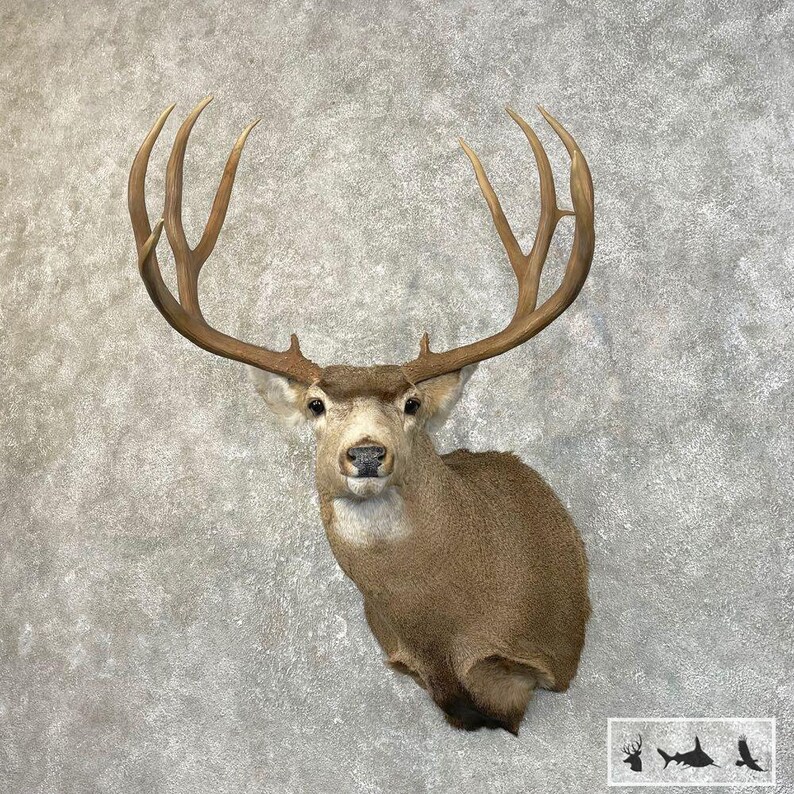 Mule Deer Taxidermy Shoulder Mount Grade: Elite - Etsy