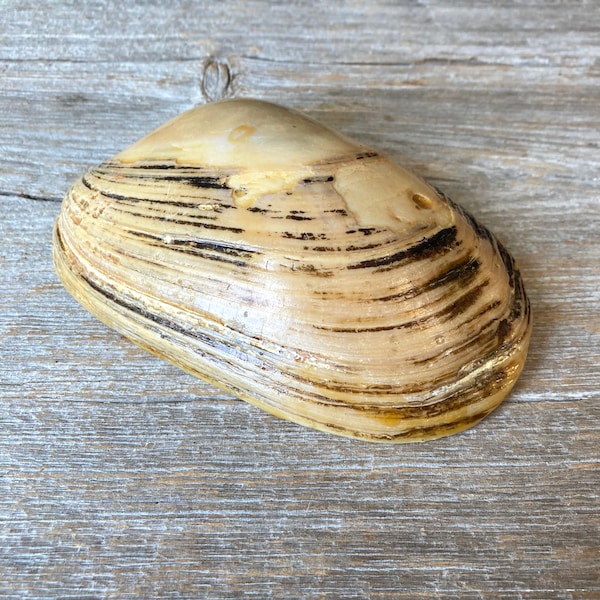 Large Clam Shells - Etsy