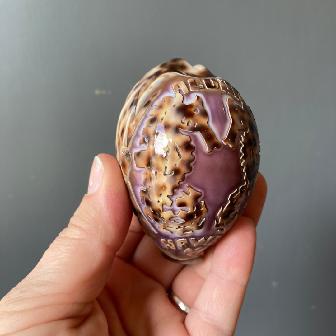 Vintage Carved Cowrie Shell - Aloha Maui Souvenir - Etsy