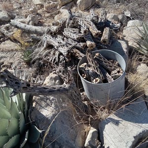 12 PCS 12 - 18" Long Organic Untreated Cholla Cactus Wood Aquarium ...