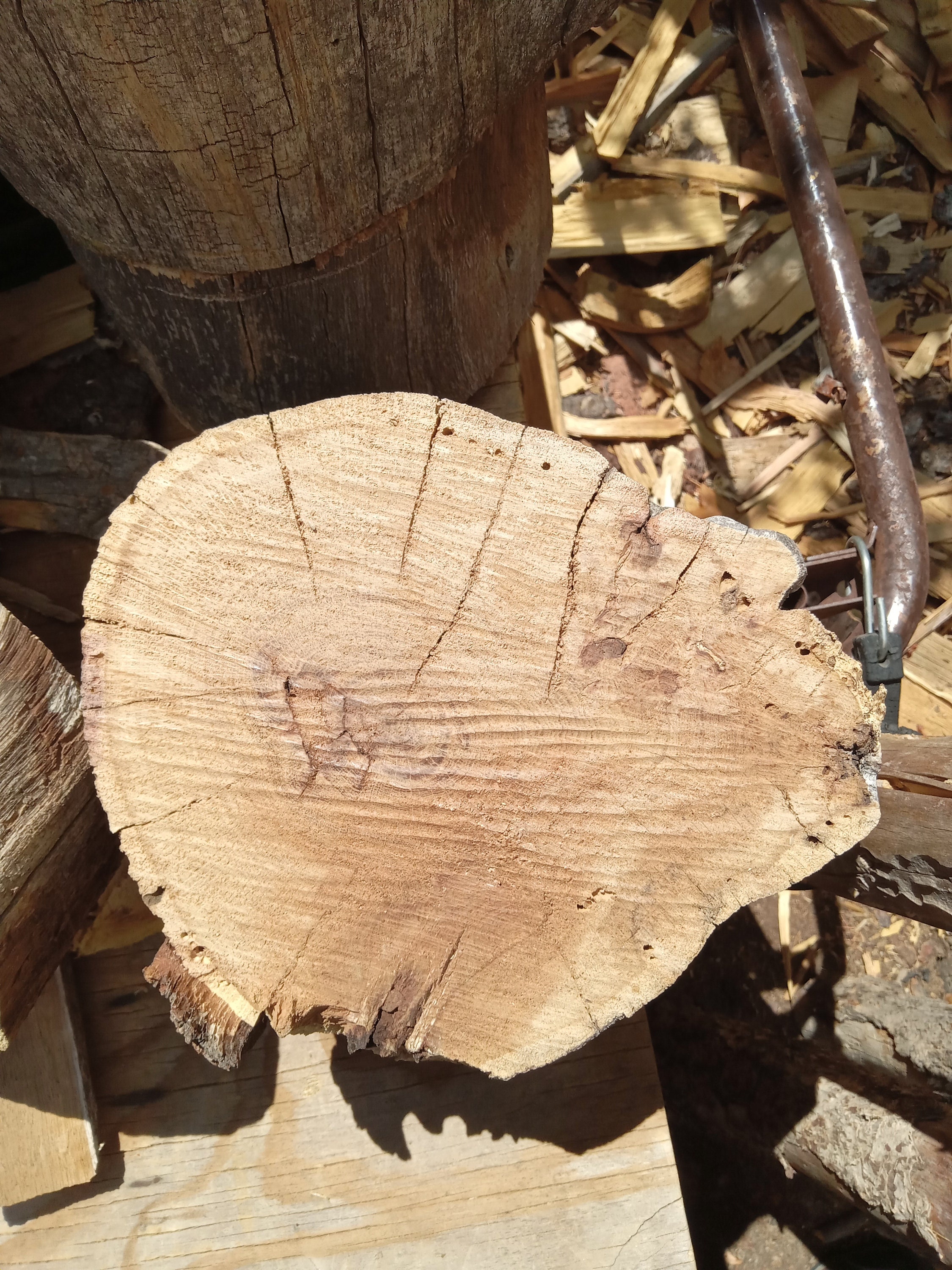 Oak Log Stumps large Set of 4 Oak Wood Decorations Rustic Wedding ...