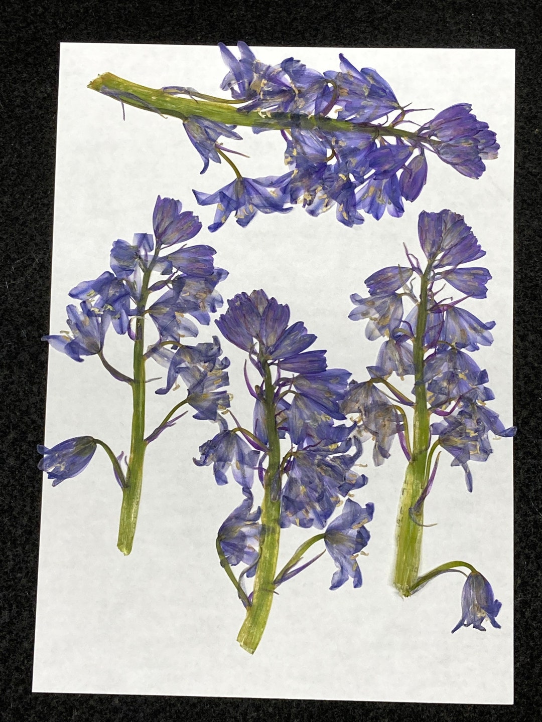 Pressed Blue Bell Flowers Set of 8, Wood Hyacinth, Card Embellishment ...