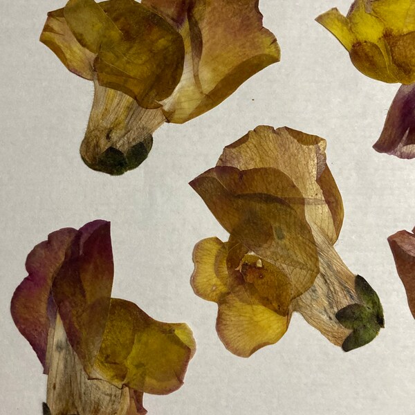 Snapdragon Flowers - Etsy