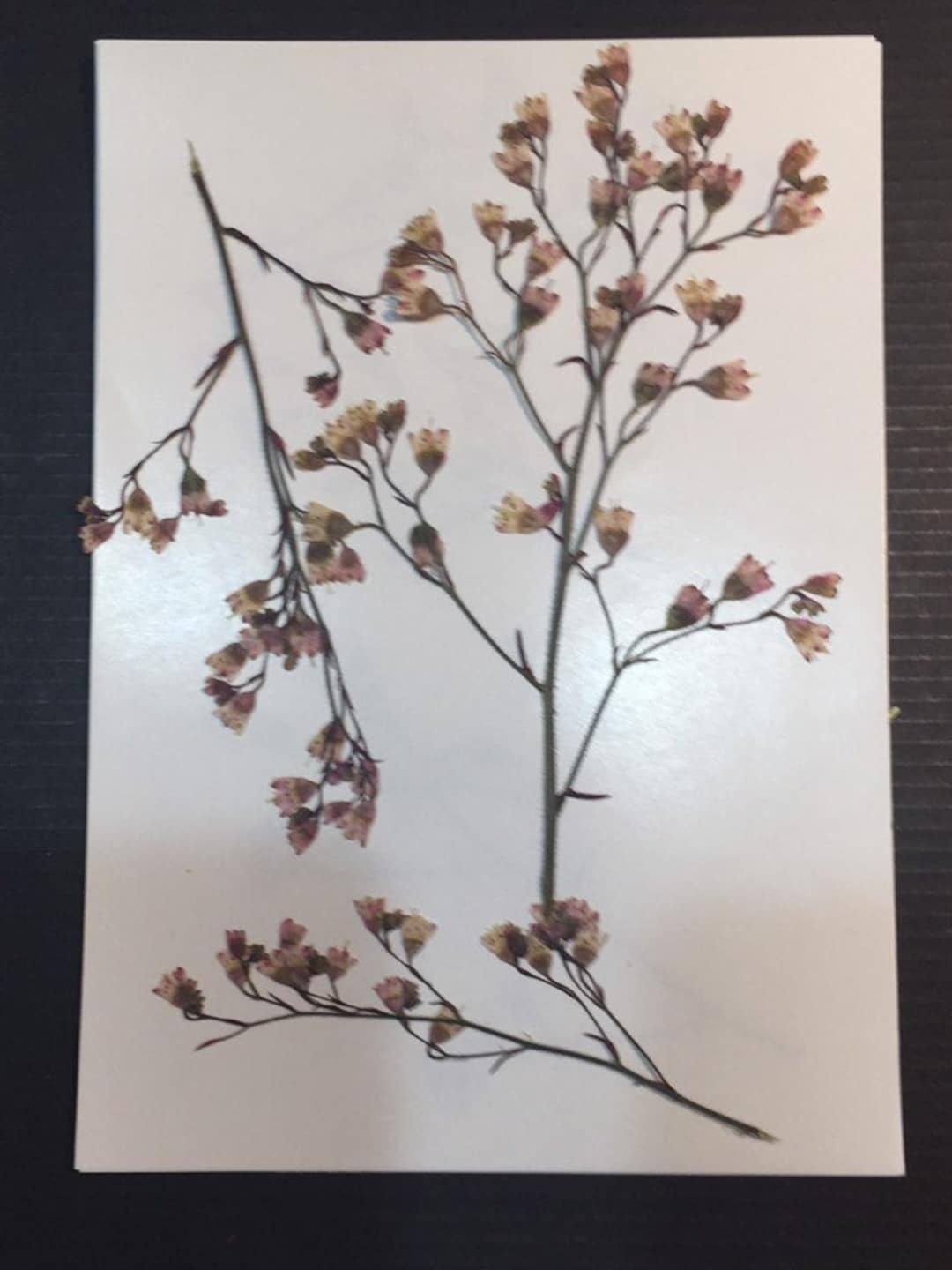 10 Coral Bells Stalks - Real Pressed Flowers - Bulk Wedding Card ...