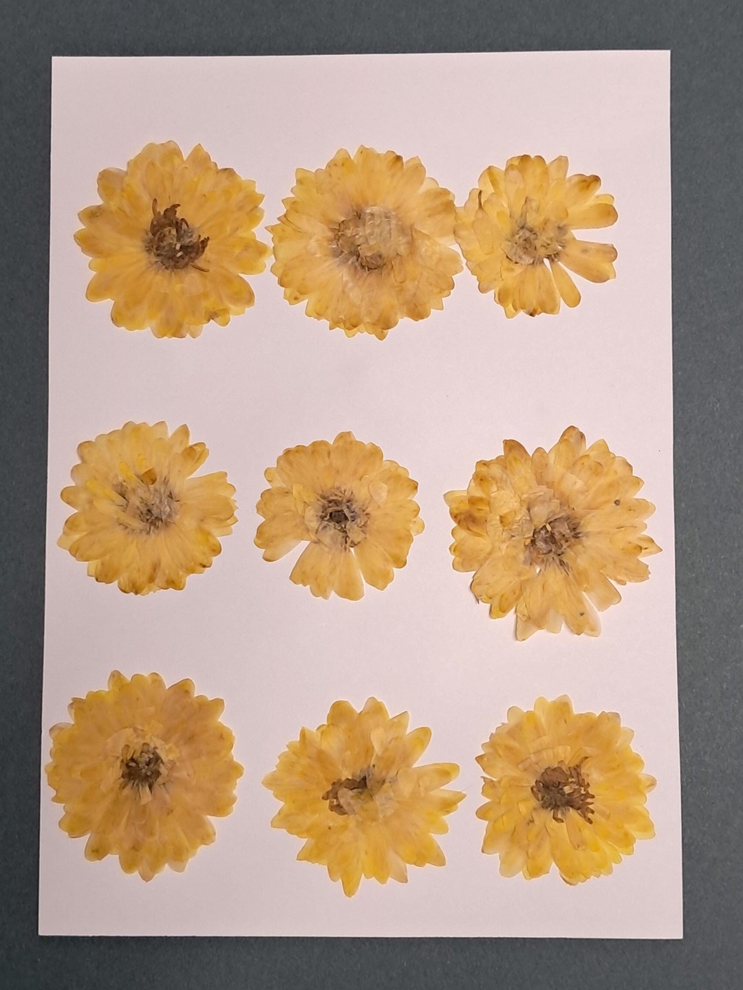 9 Yellow Aster Mum Real Pressed Flowers - Wedding Card Embellishment ...