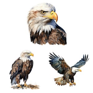18 Eagle Clipart, Bald Eagle, Printable Watercolor Clipart, High ...