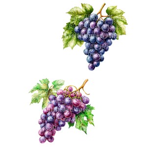 24 Bunch of Grapes Clipart, Bundle of Grapes, Printable Watercolor ...