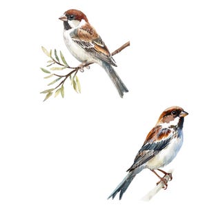 24 Sparrow Clipart, Sparrow Bird, Printable Watercolor Clipart, High ...