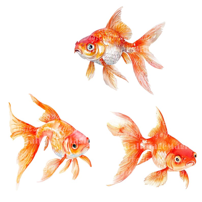 24 Goldfish Clipart, Golden Fish Clipart, Printable Watercolor Clipart ...