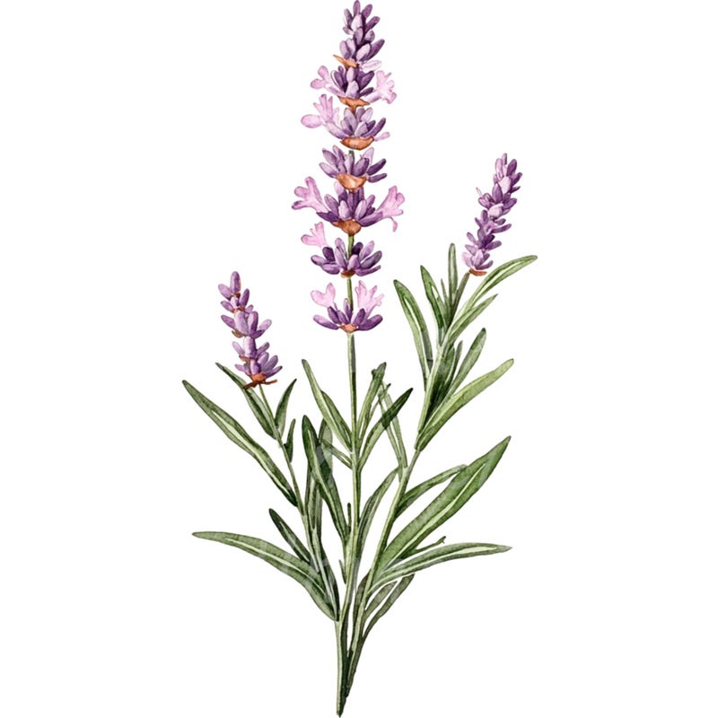 Lavender Vase Wall Art - Etsy