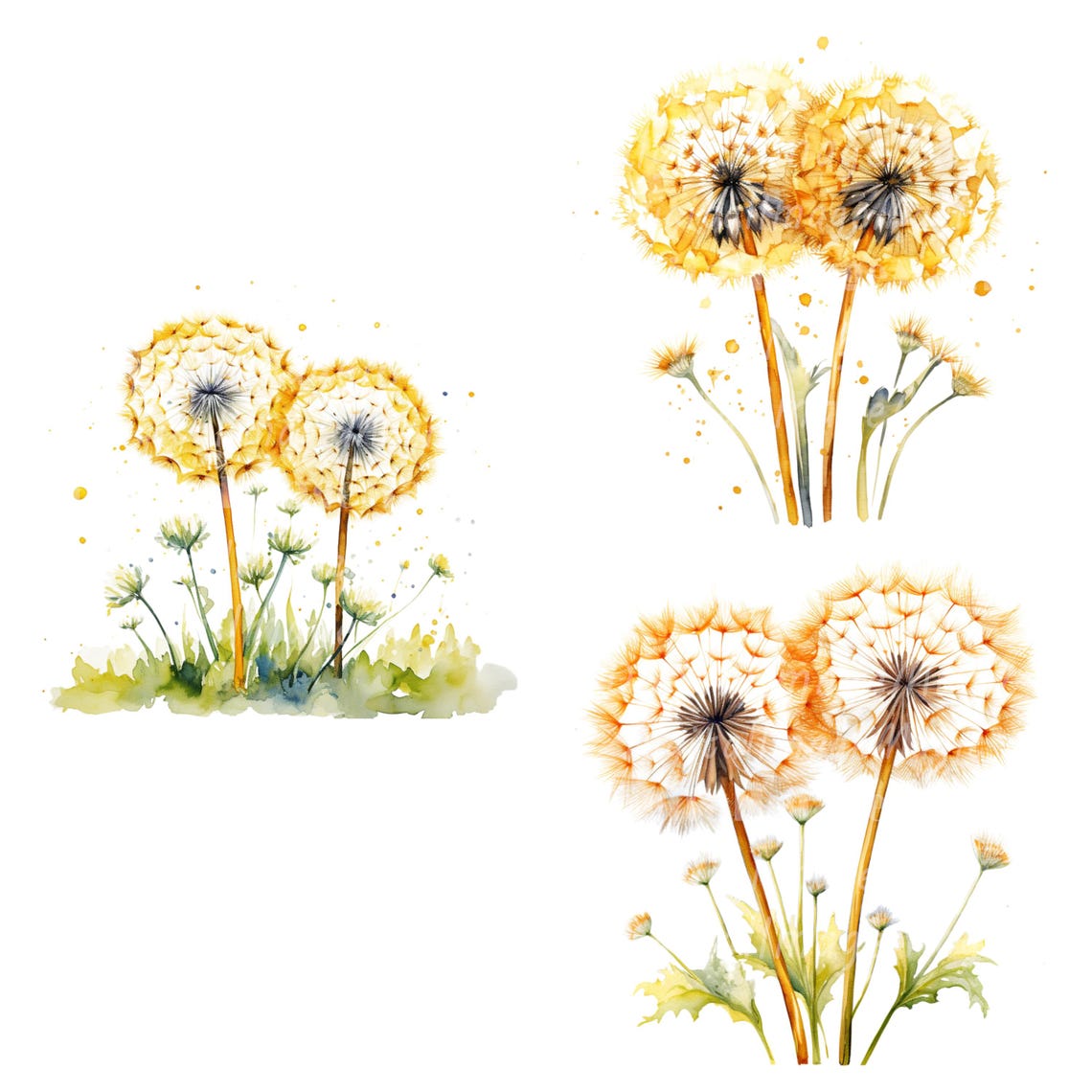 24 Dandelion Clipart, Botanical Dandelion, Printable Watercolor Clipart ...