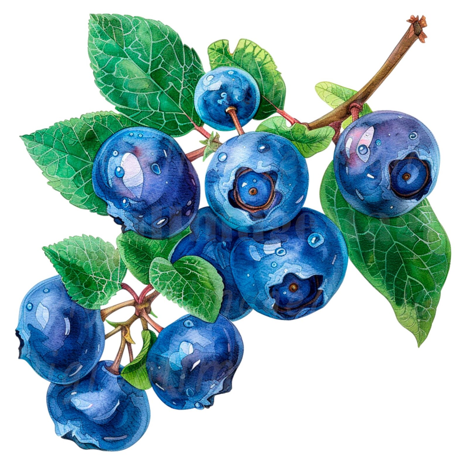 19 Blueberry Clipart, Blueberry Stem Print, Printable Watercolor ...