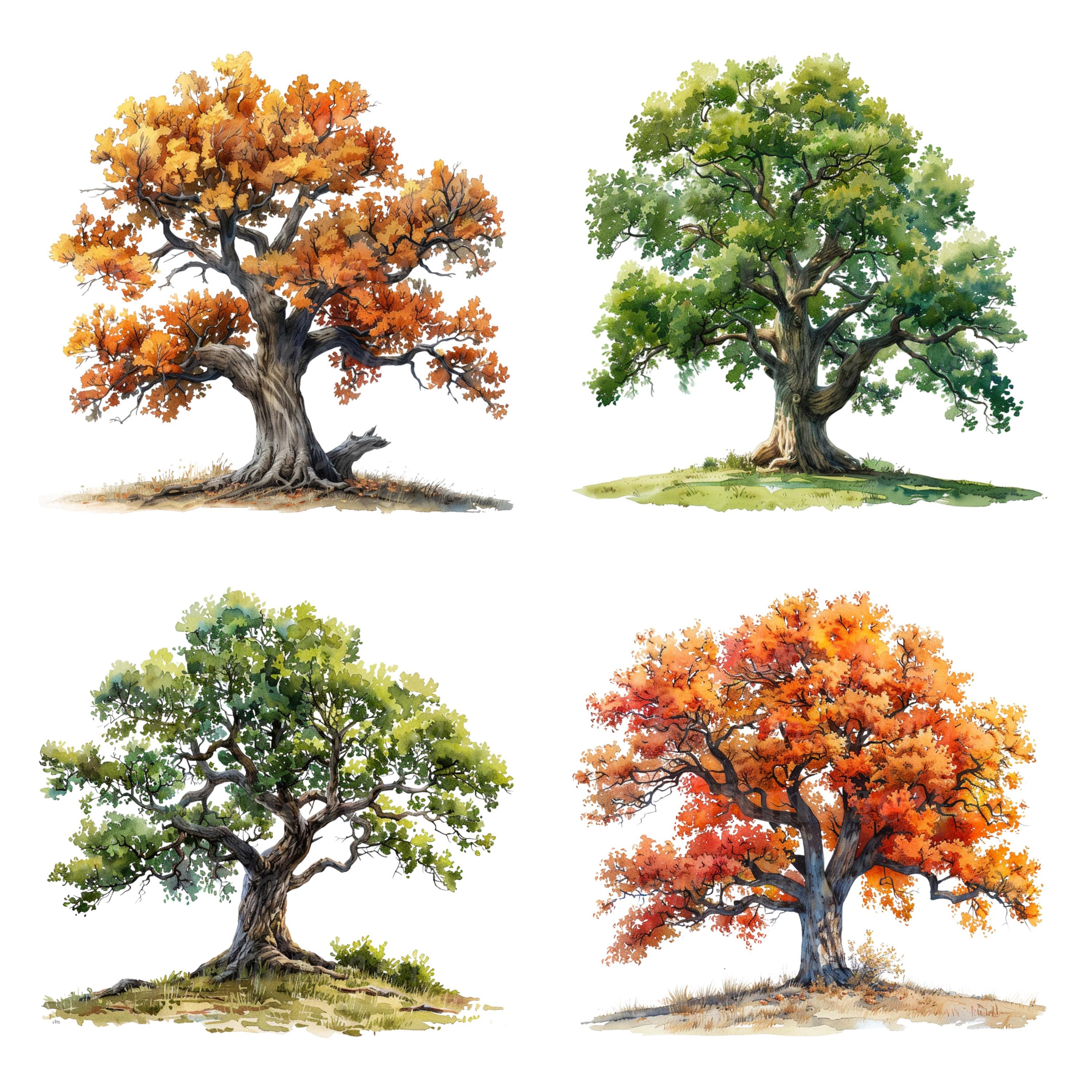 19 Oak Tree Clipart, Oak Clipart, Autumn Oak, Printable Watercolor ...