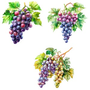 24 Bunch of Grapes Clipart, Bundle of Grapes, Printable Watercolor ...