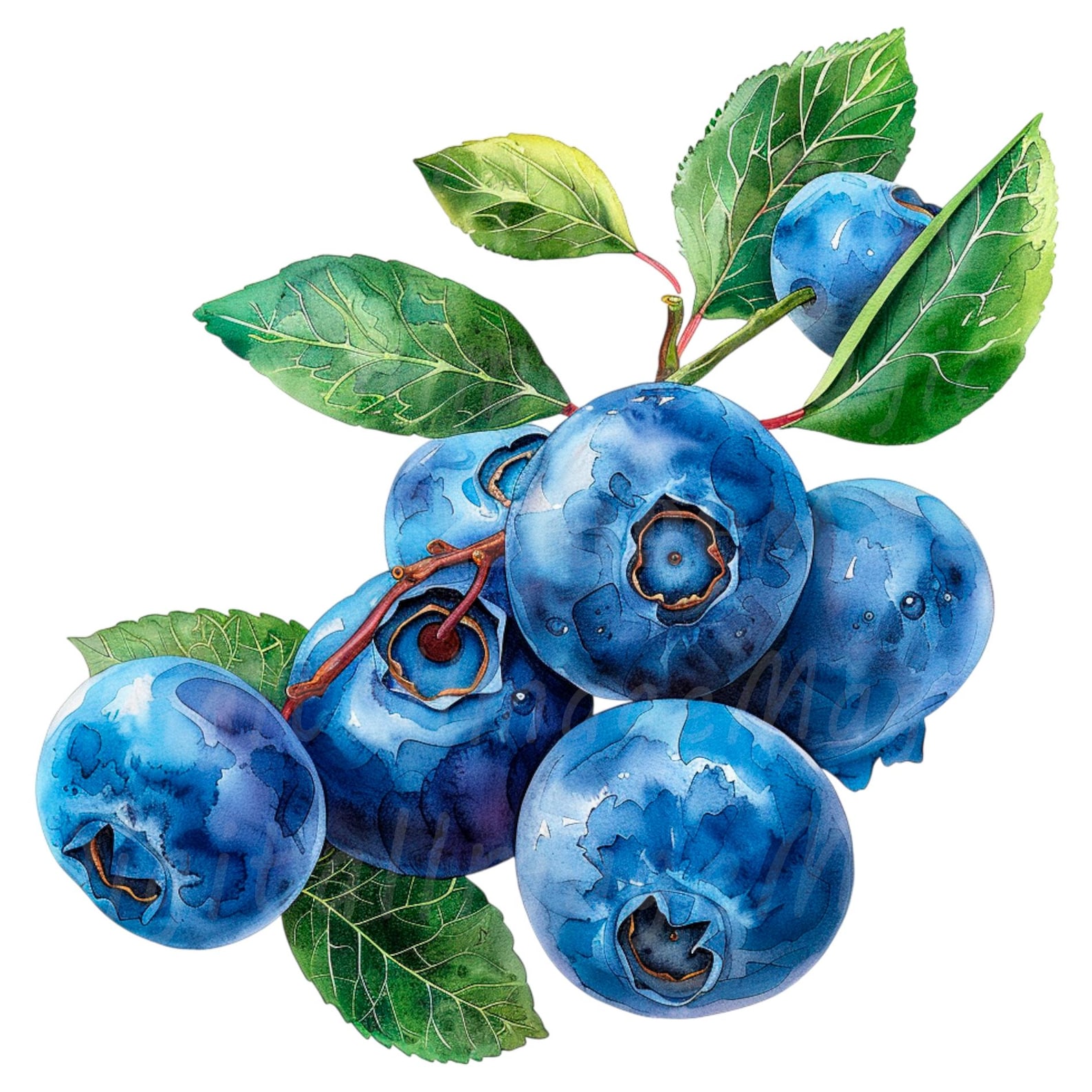 19 Blueberry Clipart, Blueberry Stem Print, Printable Watercolor ...