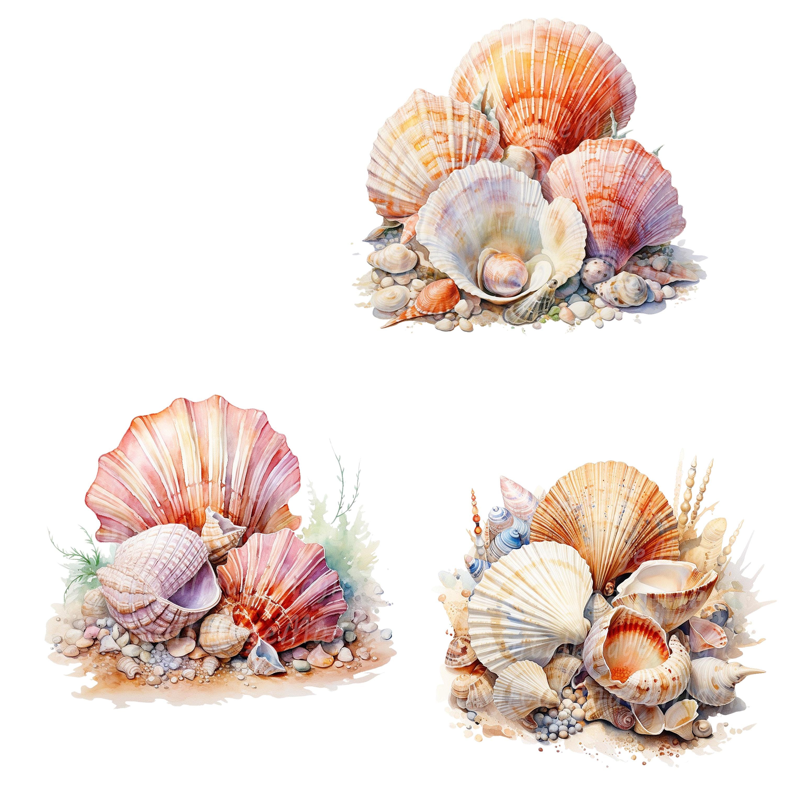24 Sea Shells Clipart, Seashell Clipart, Printable Watercolor Clipart ...