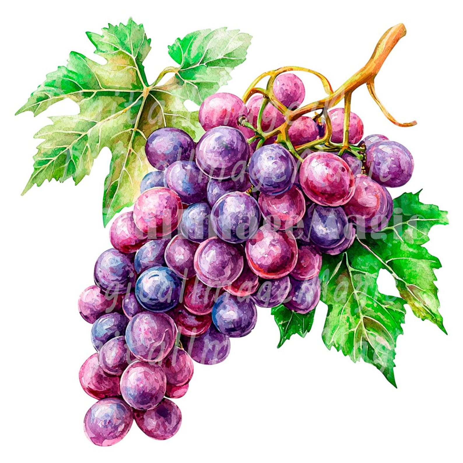 24 Bunch of Grapes Clipart, Bundle of Grapes, Printable Watercolor ...