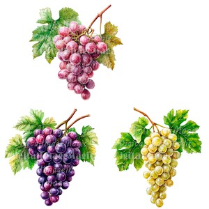 24 Bunch of Grapes Clipart, Bundle of Grapes, Printable Watercolor ...