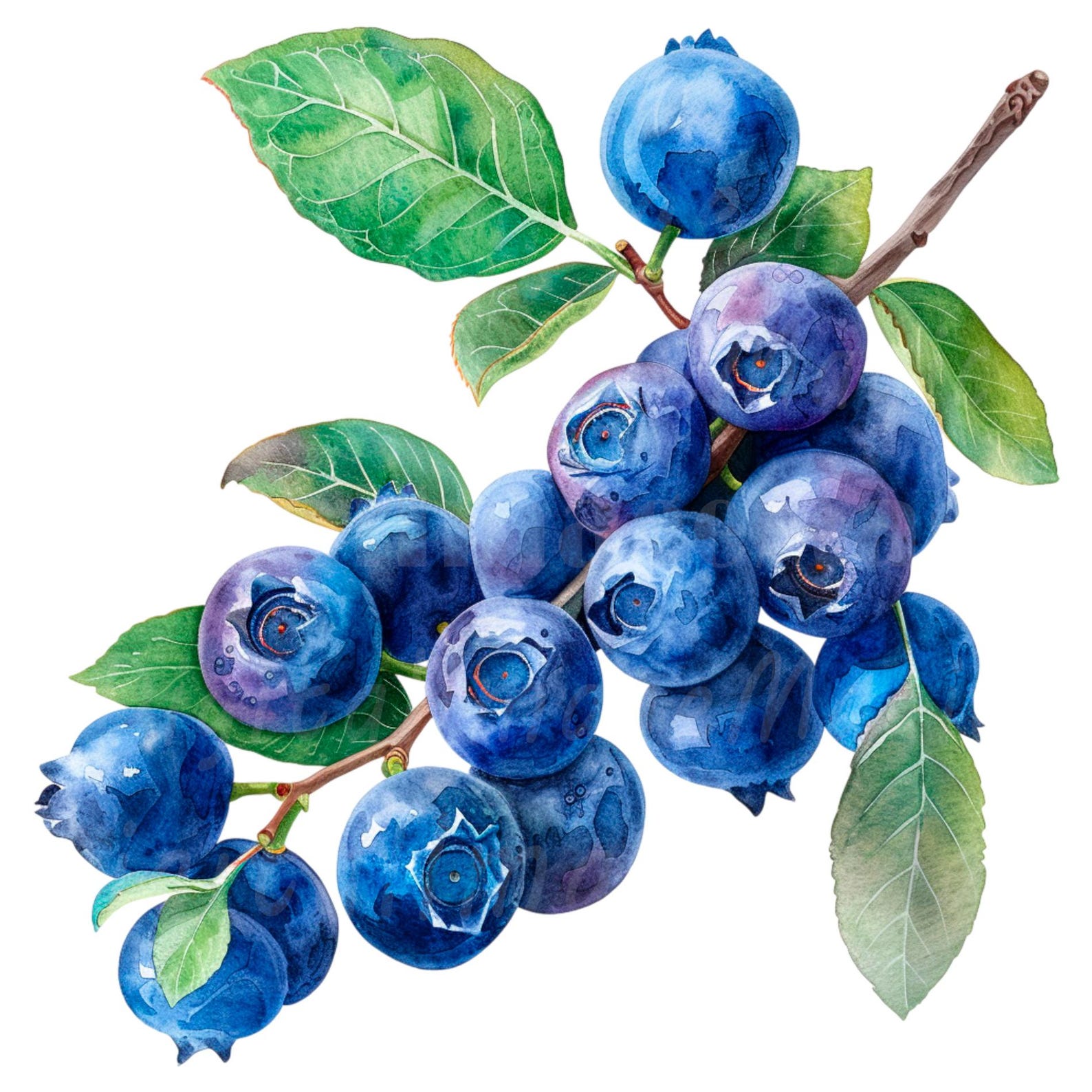 19 Blueberry Clipart, Blueberry Stem Print, Printable Watercolor ...