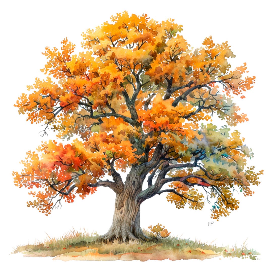 19 Oak Tree Clipart, Oak Clipart, Autumn Oak, Printable Watercolor ...