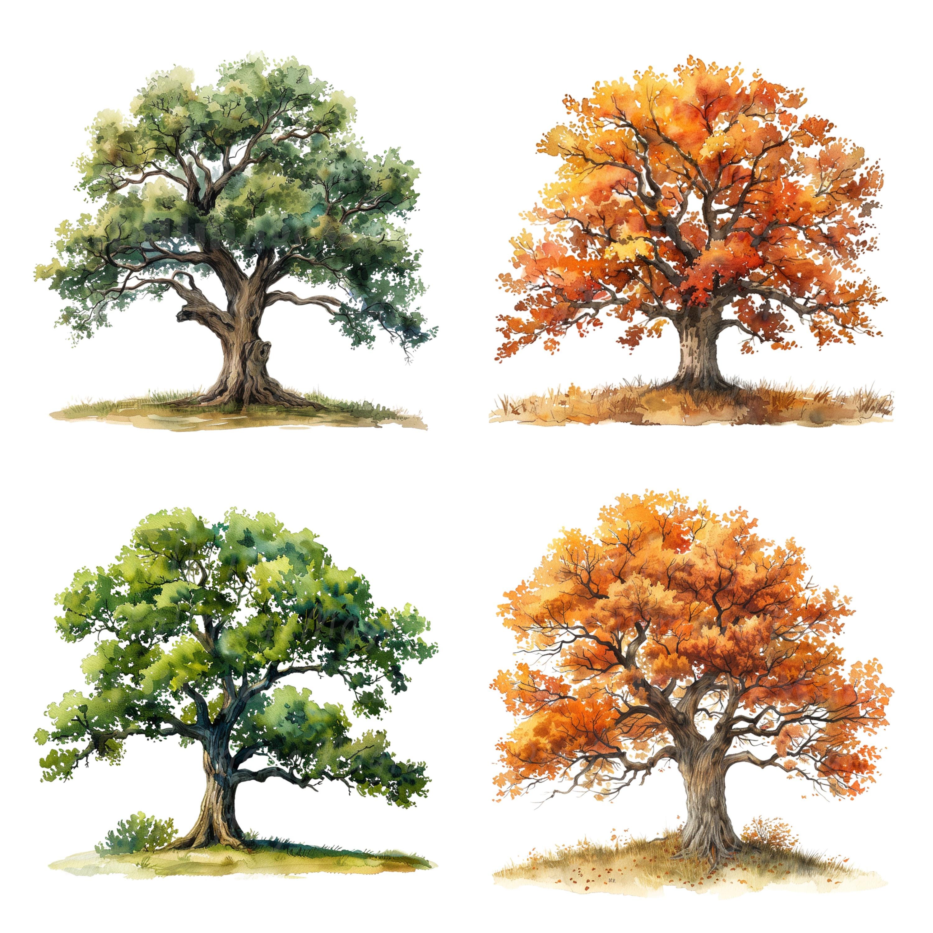 19 Oak Tree Clipart, Oak Clipart, Autumn Oak, Printable Watercolor ...