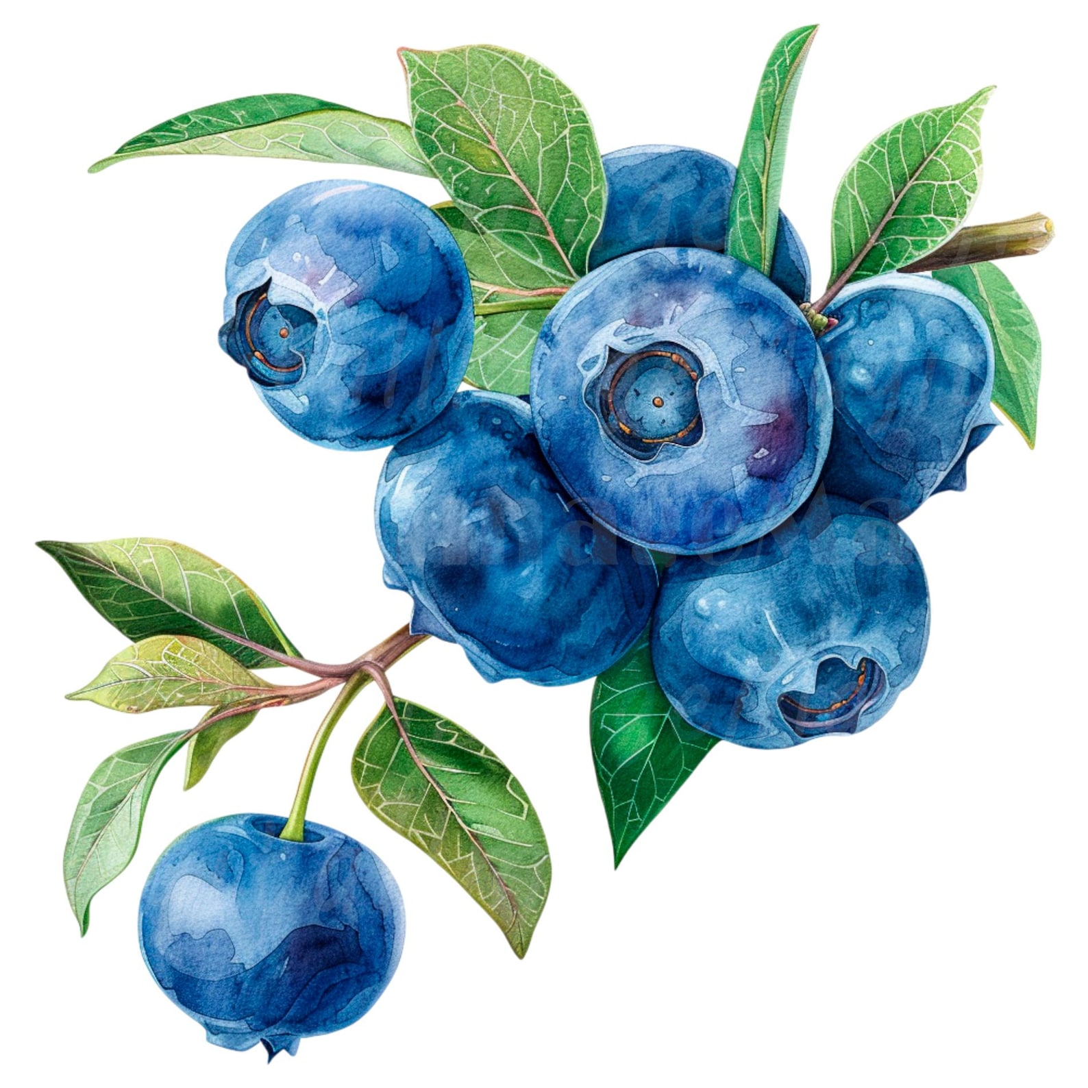 19 Blueberry Clipart, Blueberry Stem Print, Printable Watercolor ...