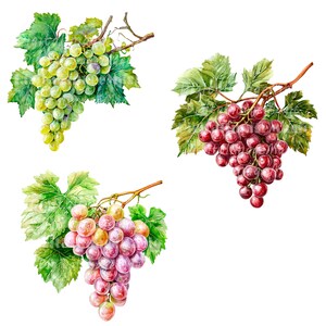 24 Bunch of Grapes Clipart, Bundle of Grapes, Printable Watercolor ...