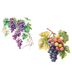 24 Bunch of Grapes Clipart, Bundle of Grapes, Printable Watercolor ...