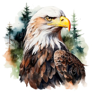 18 Eagle Clipart, Bald Eagle, Printable Watercolor Clipart, High ...