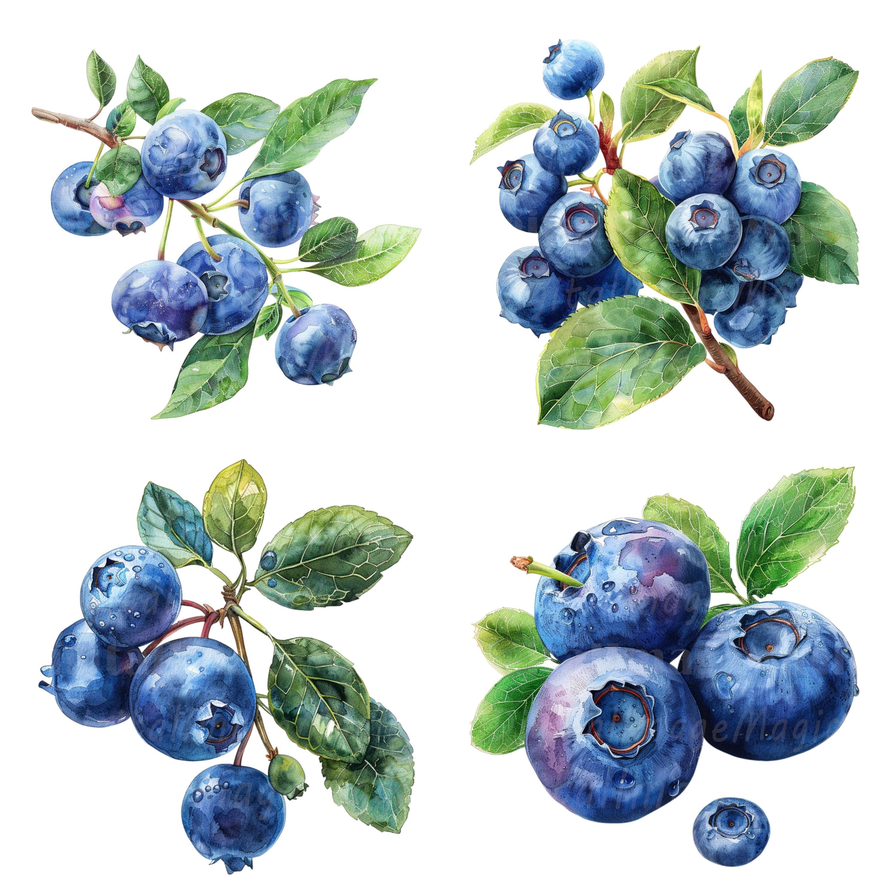 19 Blueberry Clipart, Blueberry Stem Print, Printable Watercolor ...