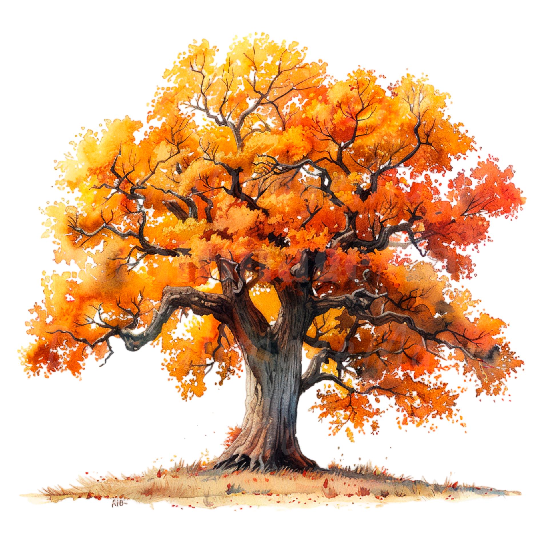 19 Oak Tree Clipart, Oak Clipart, Autumn Oak, Printable Watercolor ...