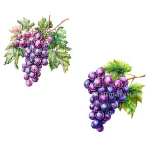 24 Bunch of Grapes Clipart, Bundle of Grapes, Printable Watercolor ...