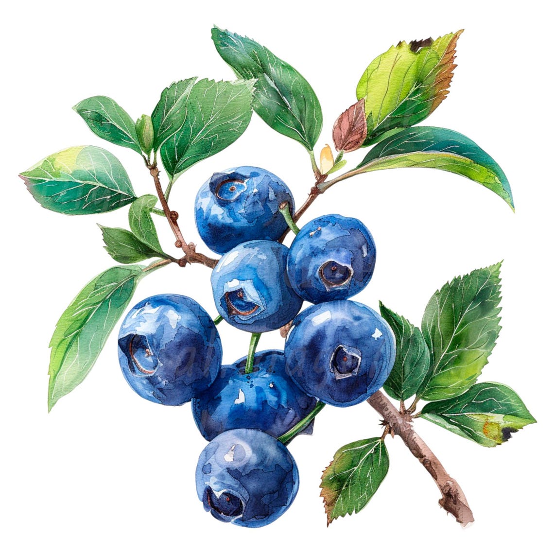 19 Blueberry Clipart, Blueberry Stem Print, Printable Watercolor ...
