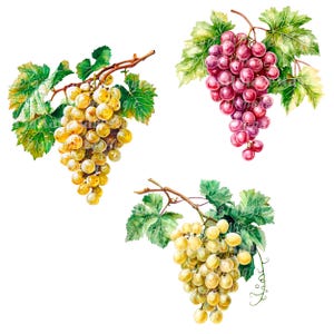 24 Bunch of Grapes Clipart, Bundle of Grapes, Printable Watercolor ...
