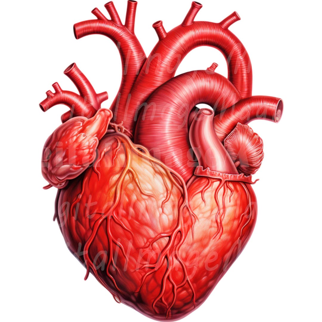 18 Human Heart Clipart, Anatomy, Halloween, Printable Watercolor ...