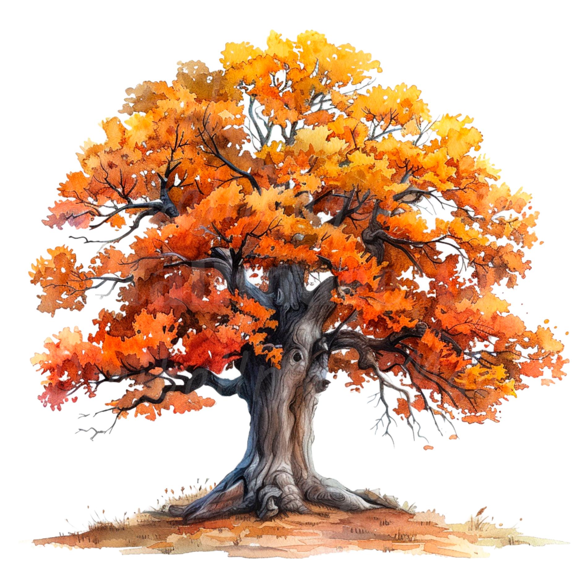 19 Oak Tree Clipart, Oak Clipart, Autumn Oak, Printable Watercolor ...