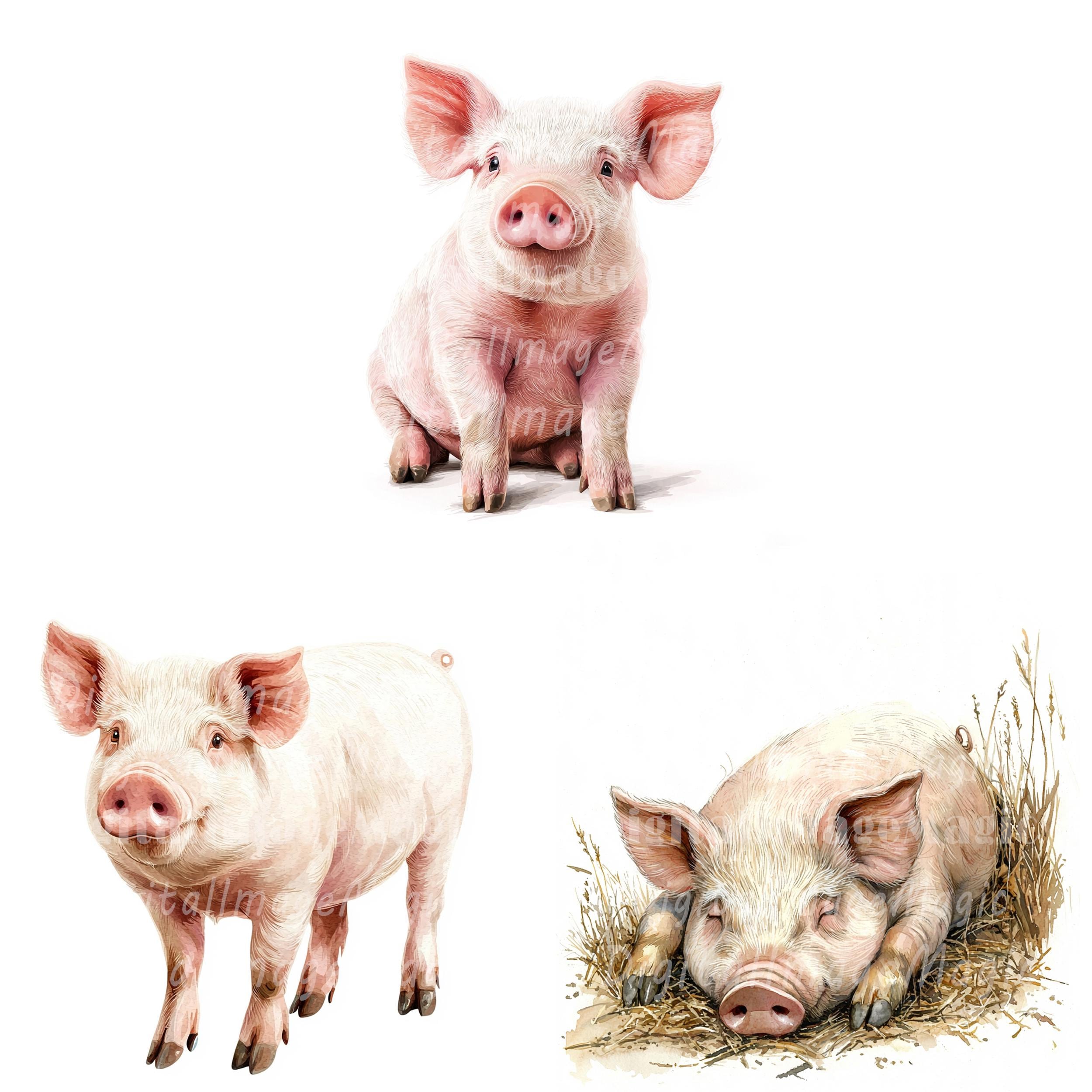 24 Farmyard Pig Clipart, Printable Watercolor Clipart, High Quality ...