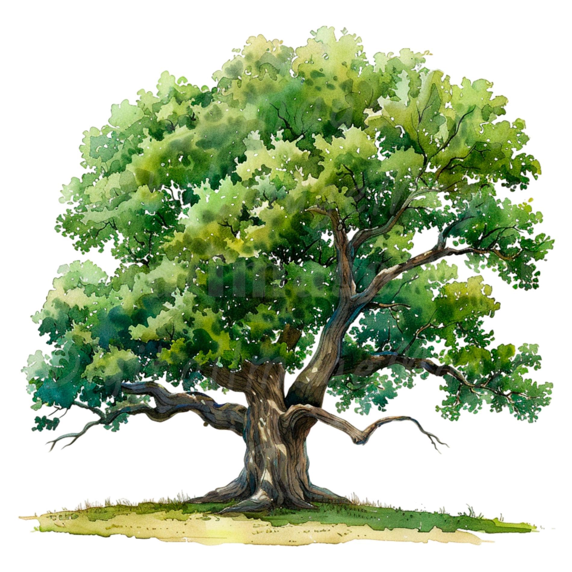 19 Oak Tree Clipart, Oak Clipart, Autumn Oak, Printable Watercolor ...