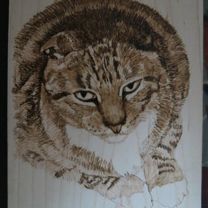 Pet Potrait Wood Burn 3-D Shadow Box Made to Order 7.5" X 5.75" X 2 ...